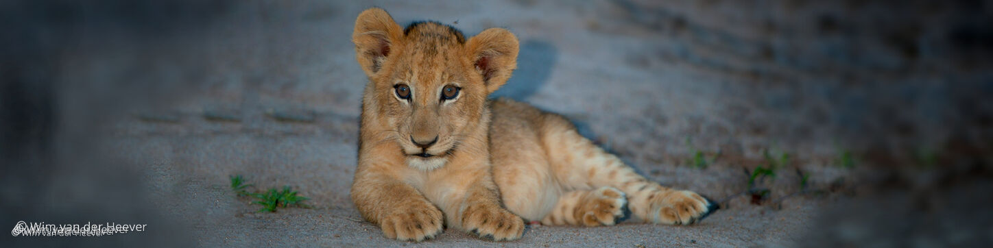 Why baby animals are so adorable and when it's the best time to see them!