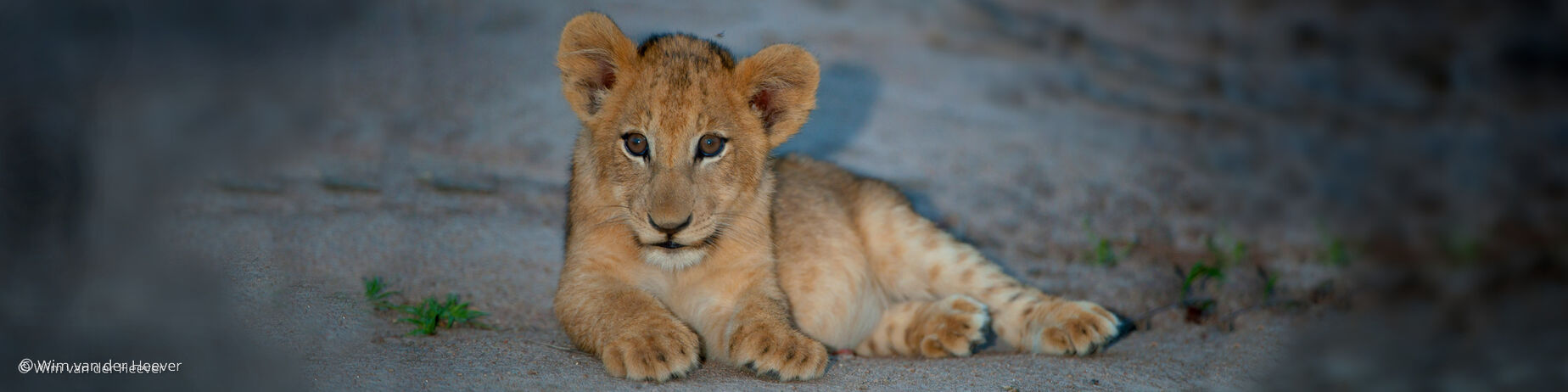 Why baby animals are so adorable and when it's the best time to see them!